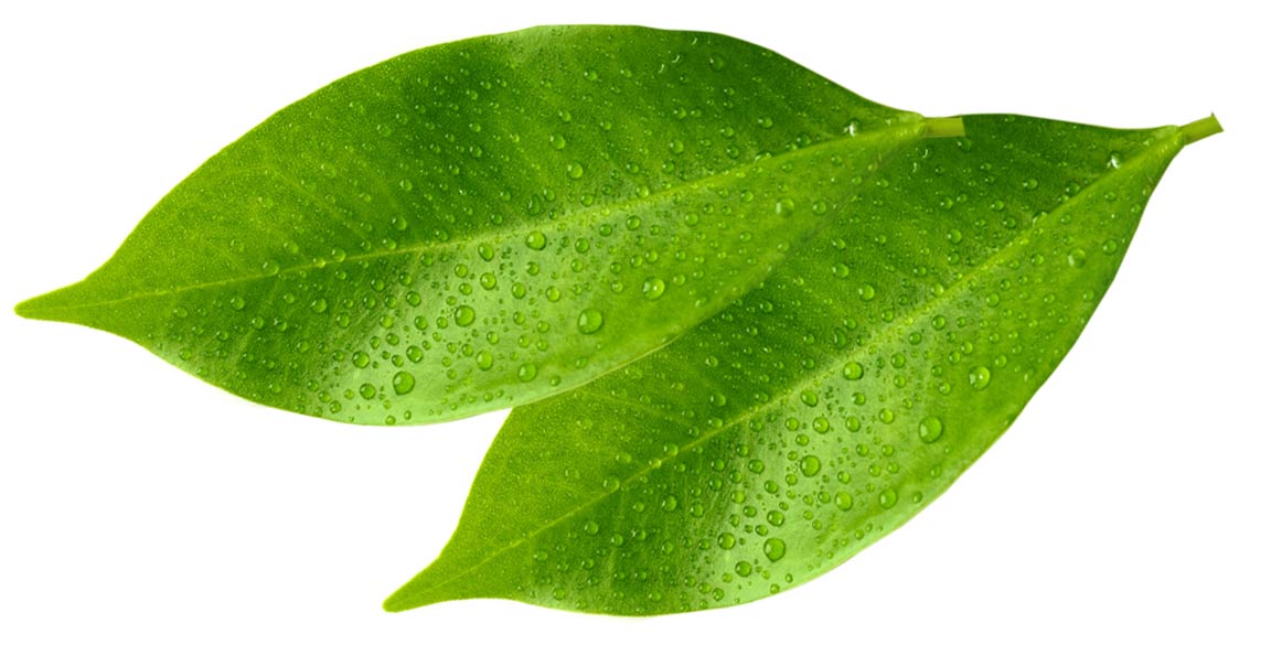 Home - BIOVERT® | Biodegradable Cleaning Products